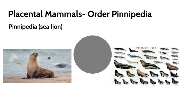 Pinnipedia by Austin Wilson on Prezi