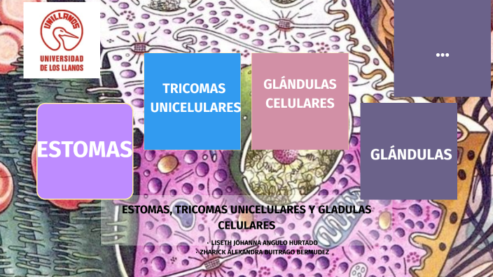 LOS ESTOMAS, TRICOMAS UNICELULARES Y LAS CELULAS GLANDULARES by Liseth ...