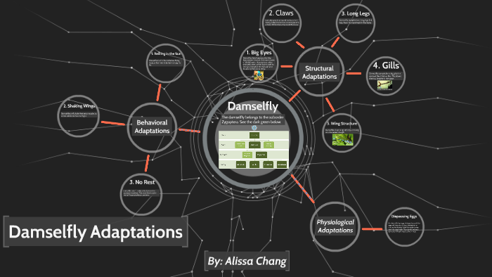 Damselfly Adaptations by Alissa Chang on Prezi