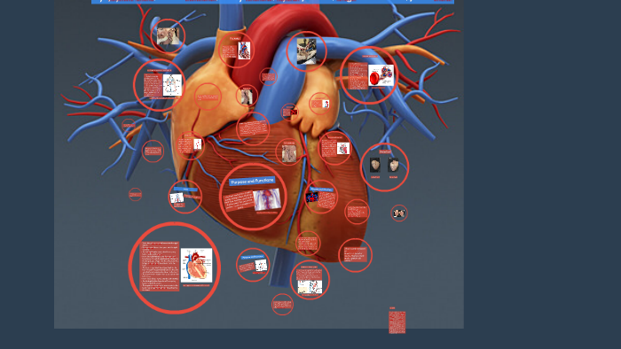 Circulatory System by Jay Betz on Prezi
