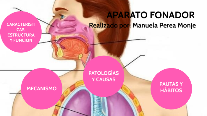 Aparato Fonador