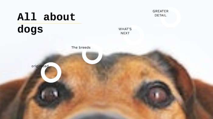 All about dog by Jacob Hedges on Prezi