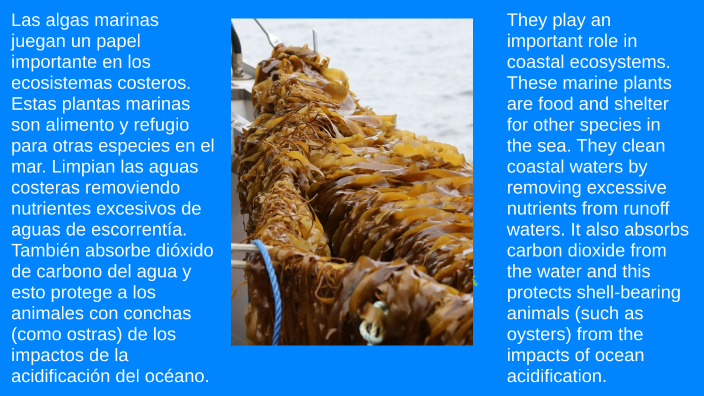 algas marinas by Anyeli Hernandez on Prezi