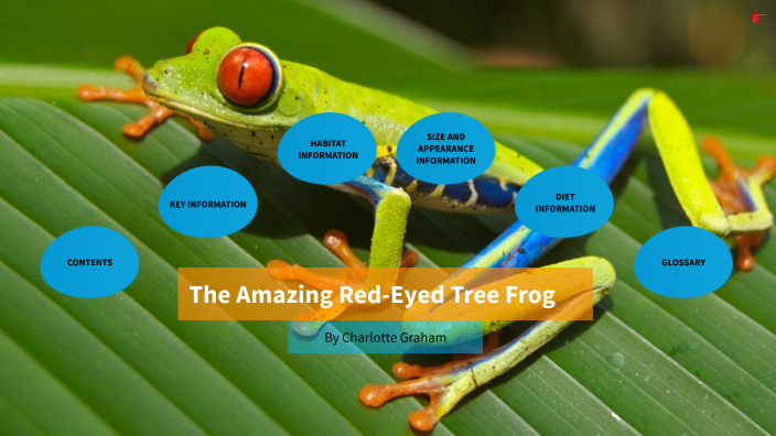The Amazing Red-Eyed Tree Frog by Nelson Graham on Prezi