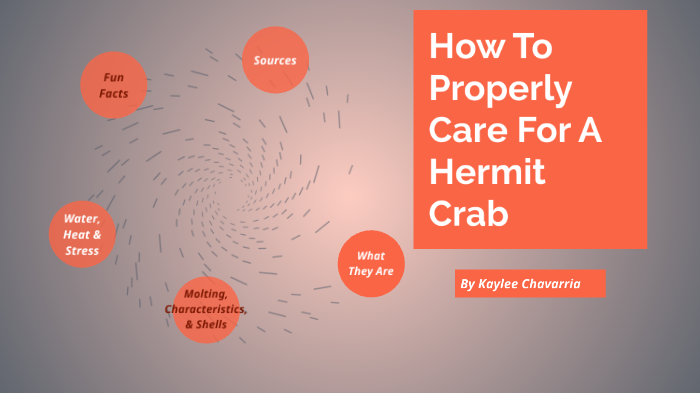 Proper Hermit Crab Care by Kaylee Chavarria on Prezi