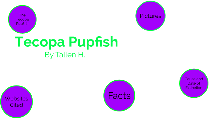 Tecopa Pupfish by Tallen Harrold on Prezi