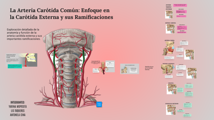 La Arteria Carotida Común: Enfoque en la Carotida Externa y sus ...
