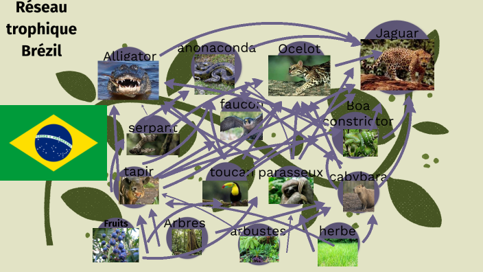 Réseau trophique by Chase Holdnick on Prezi