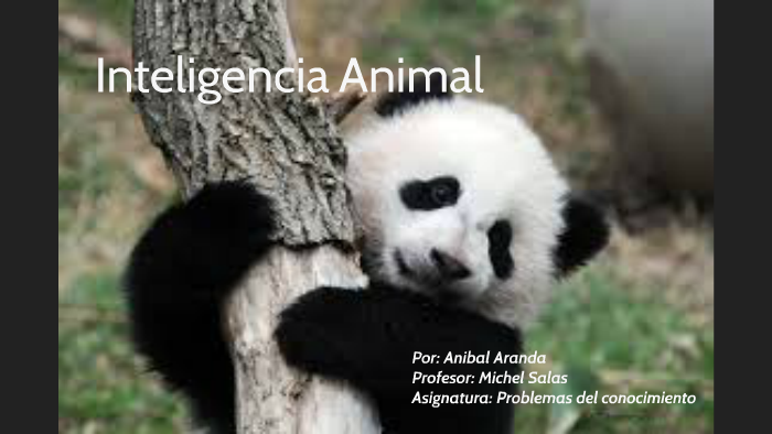 Inteligencia Animal by Anibal Aranda on Prezi