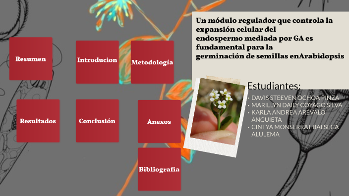 Un módulo regulador que controla la expansión celular del endospermo ...