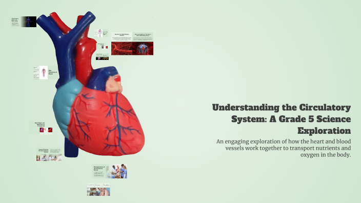 Understanding the Circulatory System: A Grade 5 Science Exploration by ...