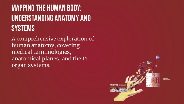 Mapping the Human Body: Understanding Anatomy and Systems by anth tho ...
