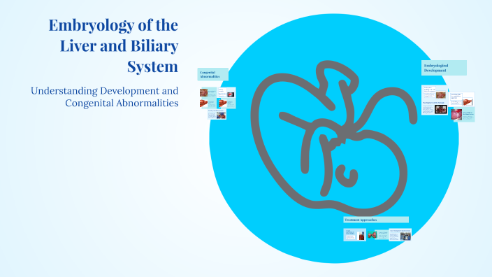 Embryology of the Liver and Biliary System by Ziyad Baghdadi on Prezi