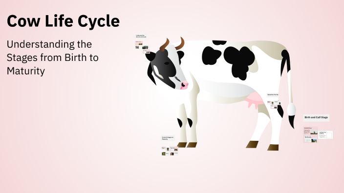 Cow Life Cycle by Pichaya Yakruea on Prezi
