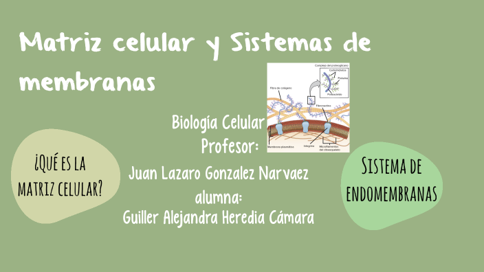 Matriz celular o extracelular by GUILLER ALEJANDRA HEREDIA CAMARA on Prezi