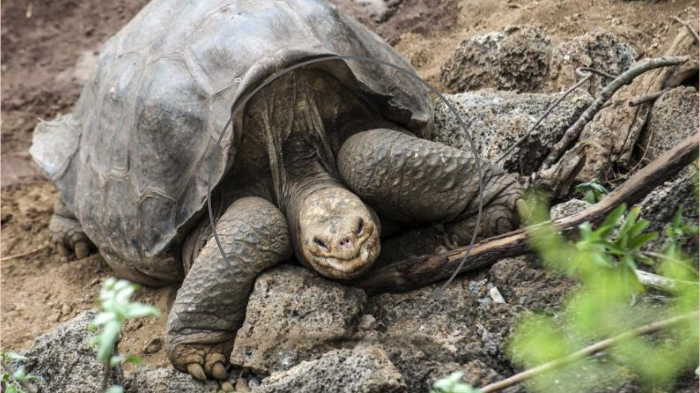 The Giant Turtle Of Pinta Island by Zaira Diaz Cuevas on Prezi