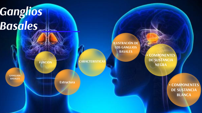 Ganglios basales by Andrea Escobar on Prezi