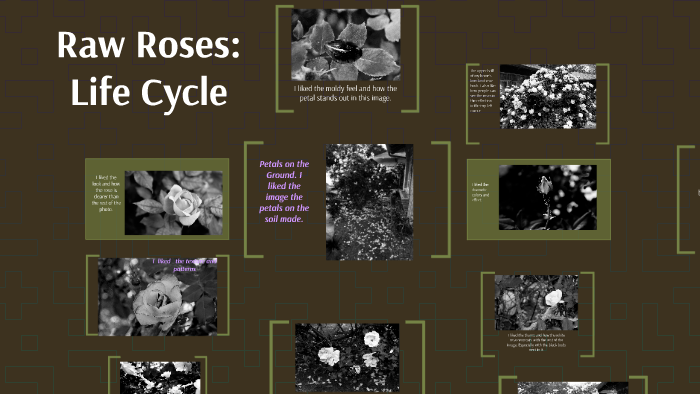Raw Roses: Life Cycle by Matthew Monter on Prezi
