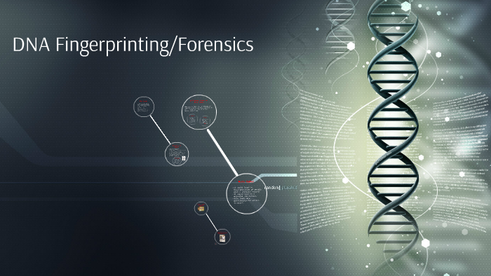 DNA Fingerprinting/Forensics by Zoe Boudrie on Prezi