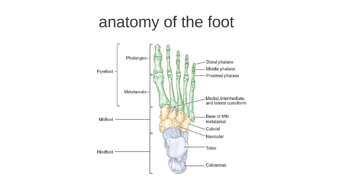 anatomy of the foot by Juliana T on Prezi