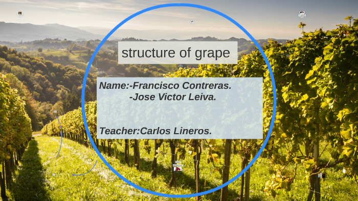 Structure of grape by jose leiva on Prezi
