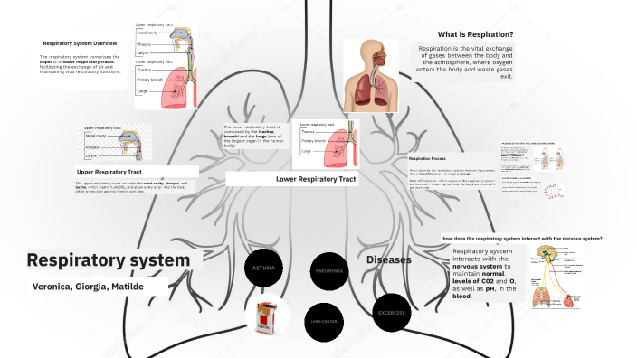 Respiratory System by Veronica Silvestri on Prezi