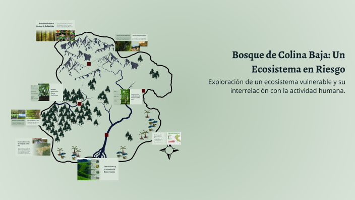 Bosque de Colina Baja: Un Ecosistema en Riesgo by nivardo yallerco on Prezi