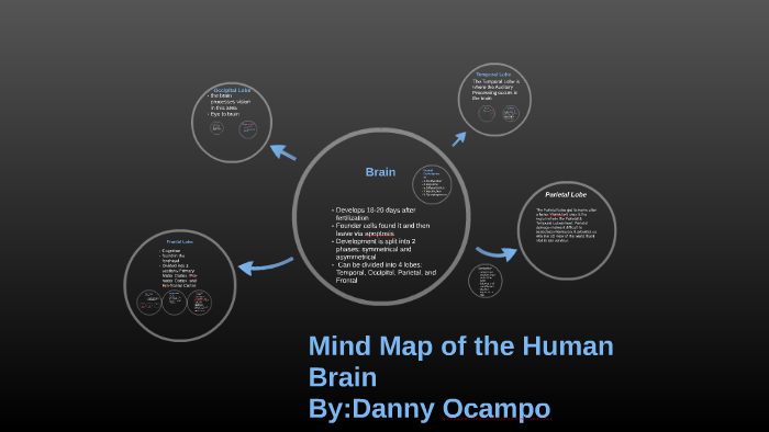Mind Map of the Human Brain by on Prezi