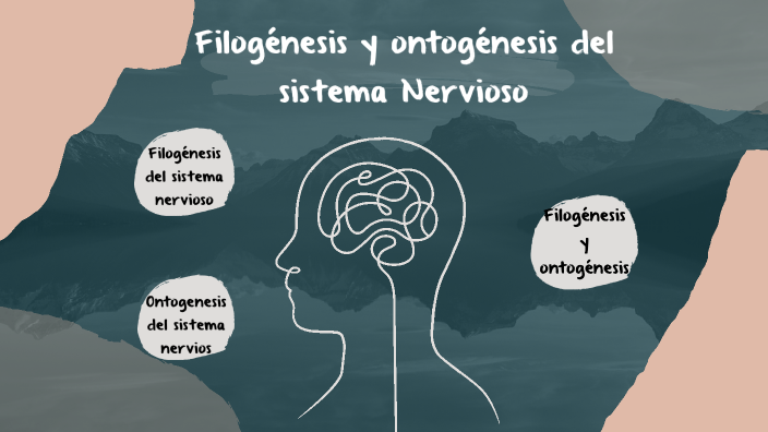 filogénesis y ontogénesis del sistema nervioso by andres felipe ...