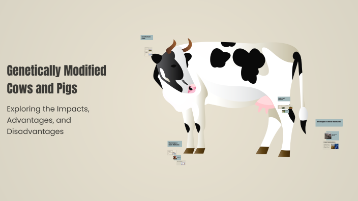 Genetically Modified Cows and Pigs by huddy c on Prezi