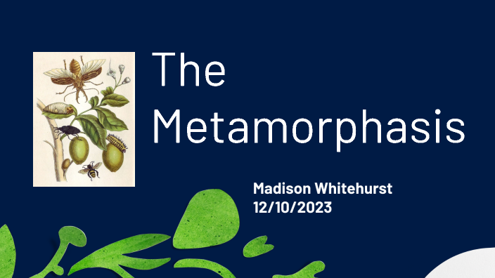 The Metamorphasis by Madison Whitehurst on Prezi