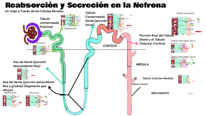 Reabsorción y Secreción en la Nefrona by María Cielo Vargas Gutiérrez ...