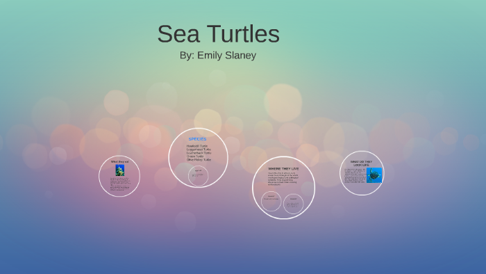 Sea Turtles by CIS Emily Elizabeth Slaney on Prezi