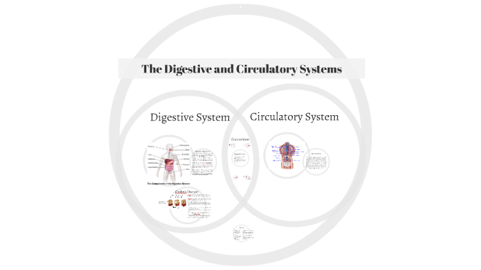 The Digestive and Circulatory Systems by michelle sun on Prezi