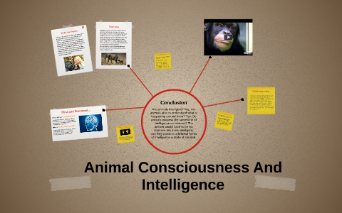 Animal Consciousness And Intelligence by Ryan Michaelis on Prezi