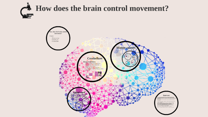 How does the brain control movement? by Mackenzie Bayly-Pike on Prezi