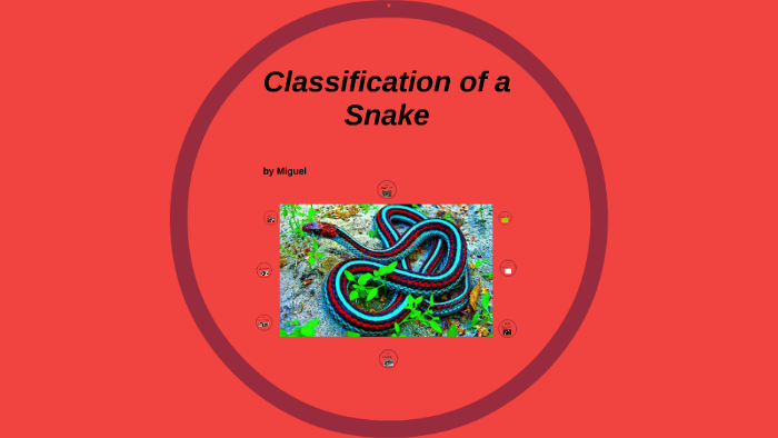 Classification of a Snake by Miguel Delacruz on Prezi