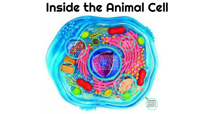 Inside the Animal Cell by Chase Layzell