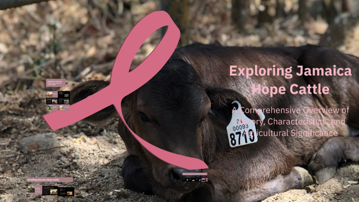 Exploring Jamaica Hope Cattle by Tyrone Davis on Prezi