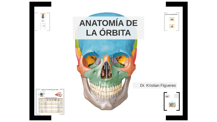 anatomia de la orbita by Yenny Astacio on Prezi