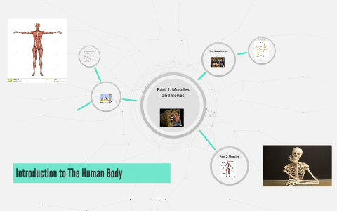 Introduction to The Human Body by jennifer dennison