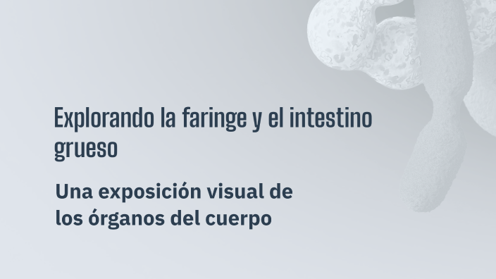Explorando la faringe y el intestino grueso by meme mememe on Prezi