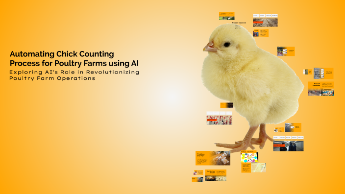 Automating Chick Counting Process for Poultry Farms using AI by bindhu ...