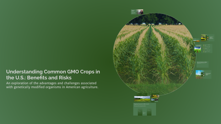 Understanding Common GMO Crops in the U.S.: Benefits and Risks by Jaxon ...