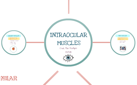 Intraocular Muscles by Mae Rovilynn Cruz on Prezi