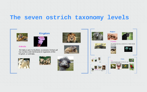 The seven ostrich taxonomy levels by on Prezi