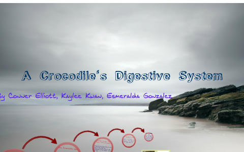 Digestive System of a Crocodile by Kaylee Kwan on Prezi