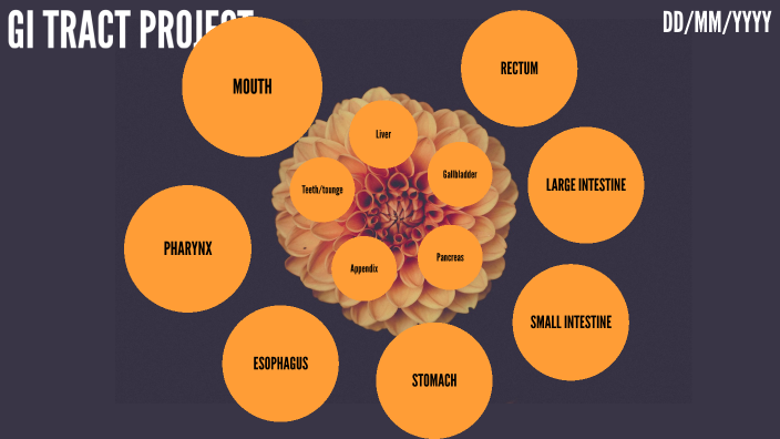 GI Track Project - Anatomy by Annemarie Casiano on Prezi