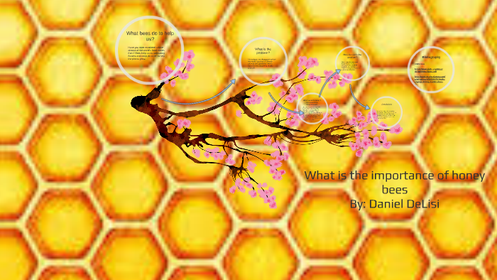 The importance of honey bees by Daniel DeLisi on Prezi
