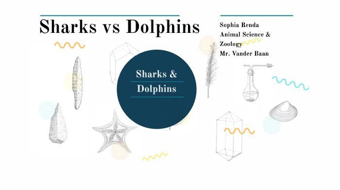 How Sharks and Dolphins are Similar and Different by Sophia Renda on Prezi